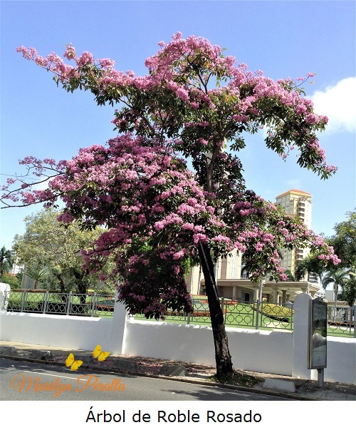 Roble Rosado – Arboles y Flores en República Dominicana