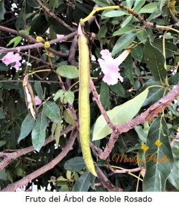 Roble Rosado – Arboles y Flores en República Dominicana
