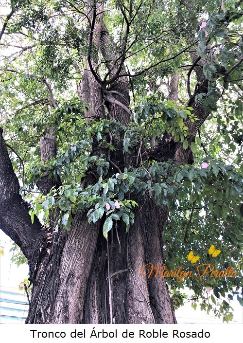 Roble Rosado – Arboles y Flores en República Dominicana
