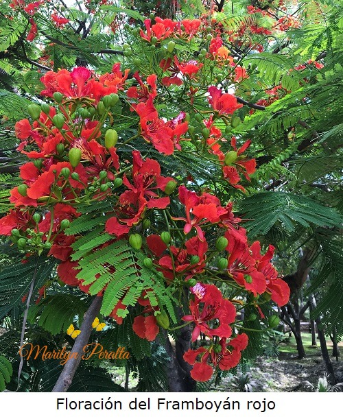 Framboyán o Flamboyán – Arboles y Flores en República Dominicana