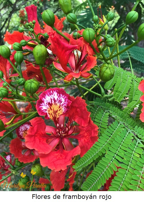 Framboyán o Flamboyán – Arboles y Flores en República Dominicana