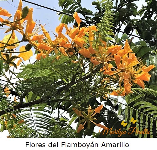 Framboyán o Flamboyán – Arboles y Flores en República Dominicana