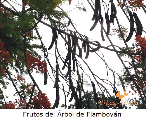 Framboyán o Flamboyán – Arboles y Flores en República Dominicana
