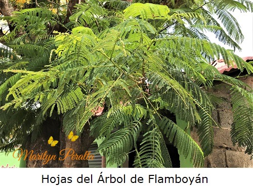Framboyán o Flamboyán – Arboles y Flores en República Dominicana