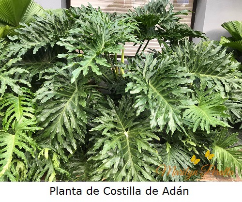 Costilla de Adán – Arboles y Flores en República Dominicana