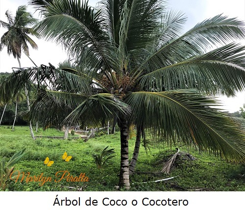 El Cocotero – Arboles y Flores en República Dominicana