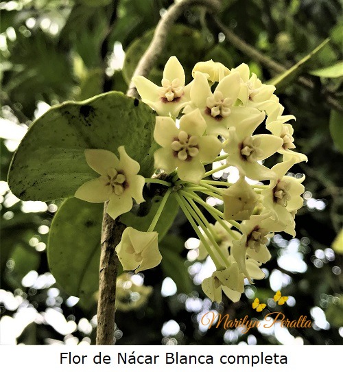 Hoya o Flor de Nácar – Arboles y Flores en República Dominicana