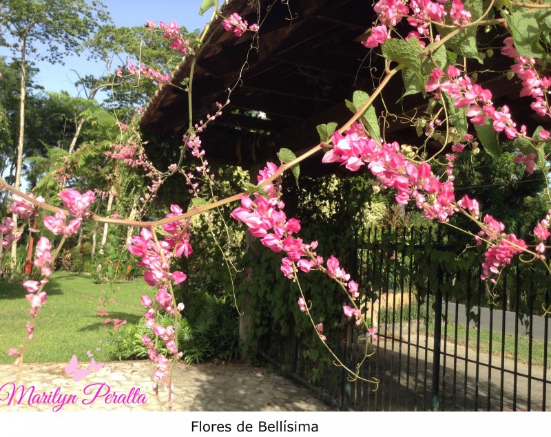 Bellísima – Arboles y Flores en República Dominicana
