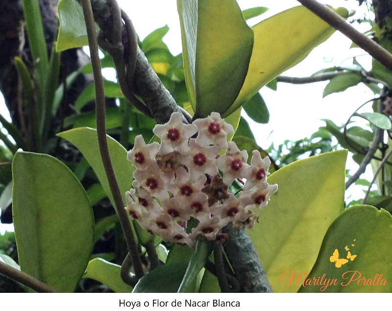 Hoya o Flor de Nácar – Arboles y Flores en República Dominicana