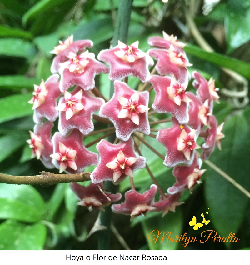 Hoya o Flor de Nácar – Arboles y Flores en República Dominicana