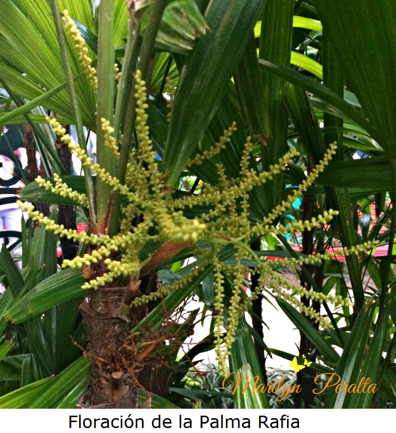 Palma Bambú o Rafia – Arboles y Flores en República Dominicana