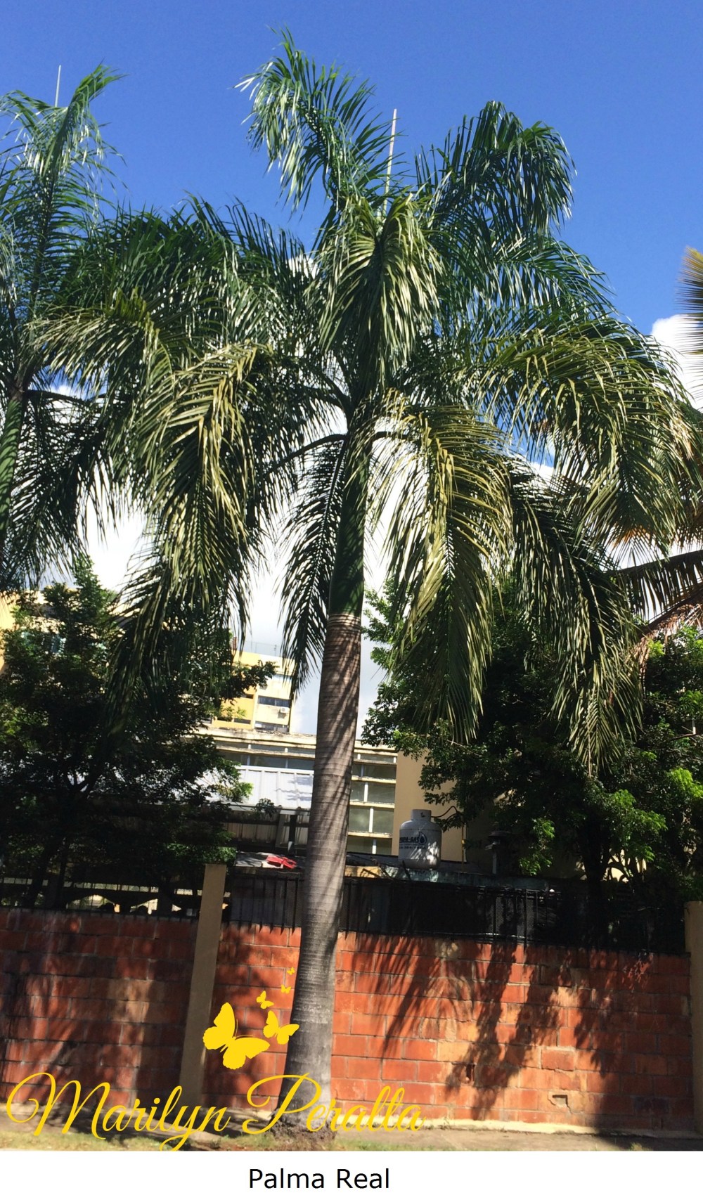 Palma Real – Arboles y Flores en República Dominicana