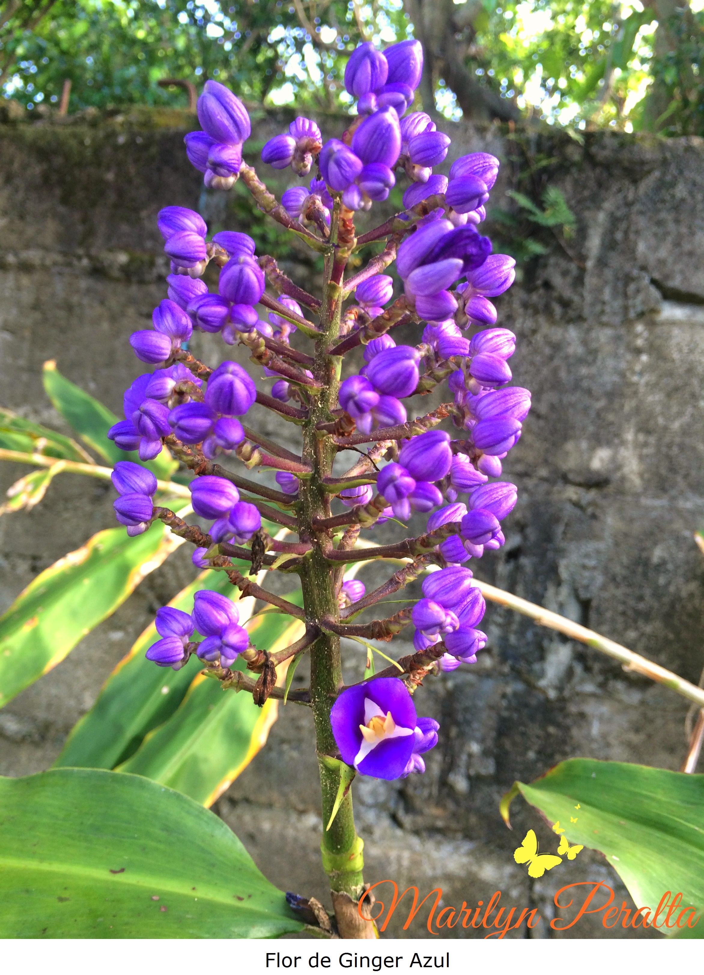 Ginger Azul – Arboles y Flores en República Dominicana