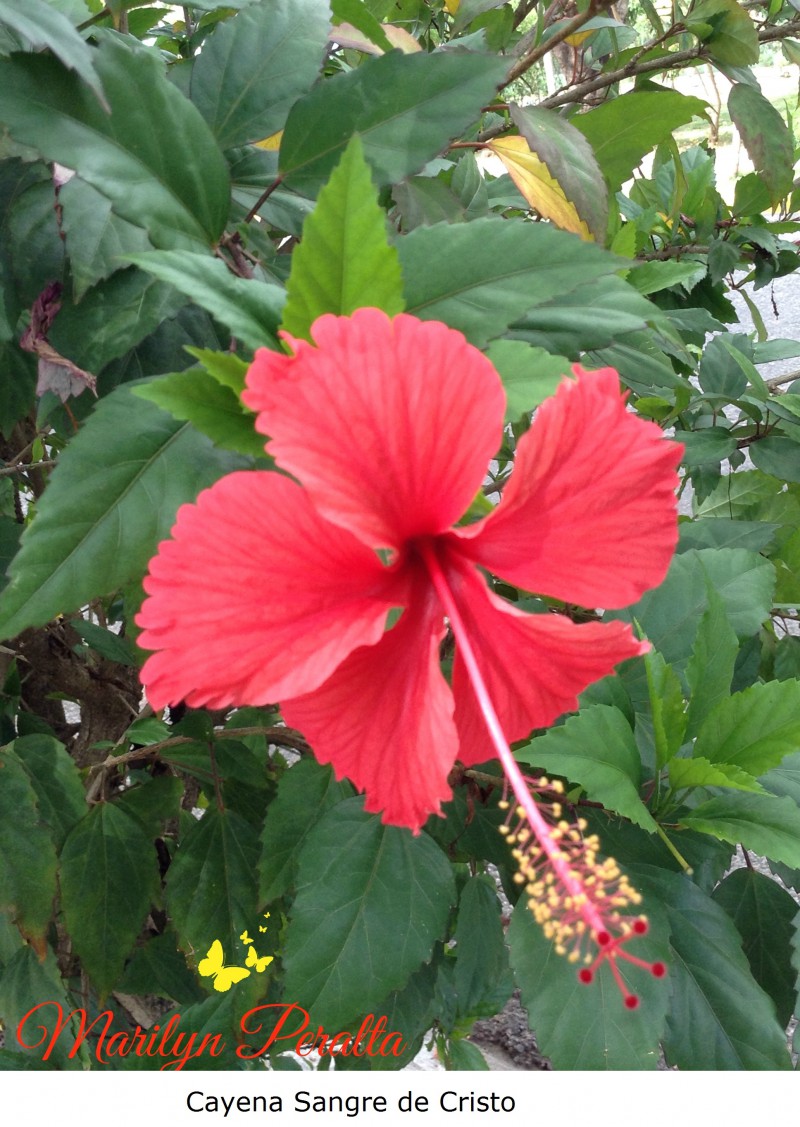 Cayena o Hibisco – Arboles y Flores en República Dominicana