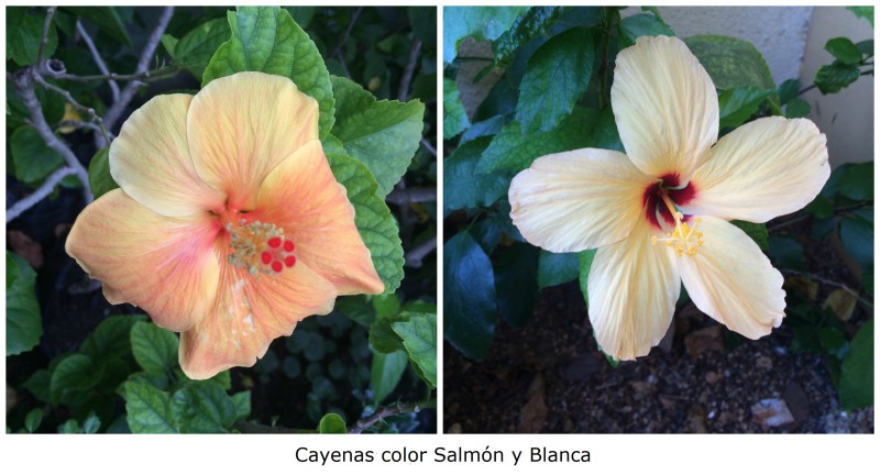 Cayena o Hibisco – Arboles y Flores en República Dominicana