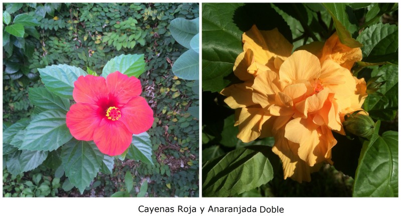 Cayena o Hibisco – Arboles y Flores en República Dominicana