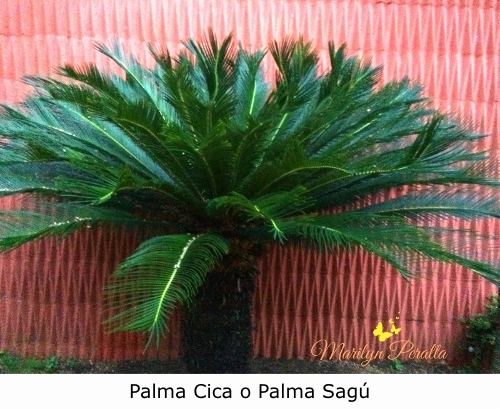 Palma Cica, Palma Sagú – Arboles y Flores en República Dominicana