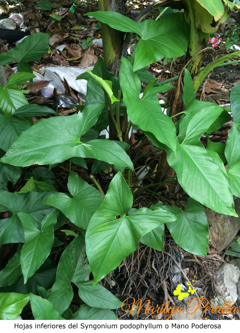 Mano Poderosa – Arboles y Flores en República Dominicana