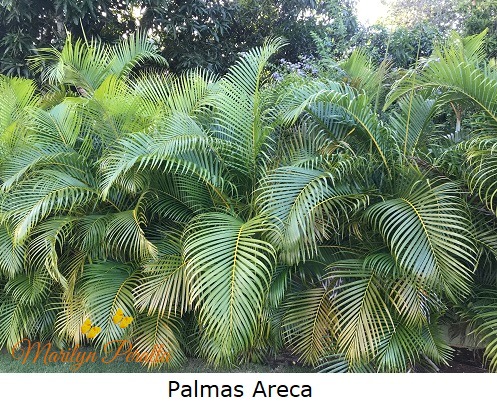 Palma Areca – Arboles y Flores en República Dominicana