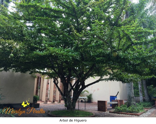 Árbol de Higüero – Arboles y Flores en República Dominicana