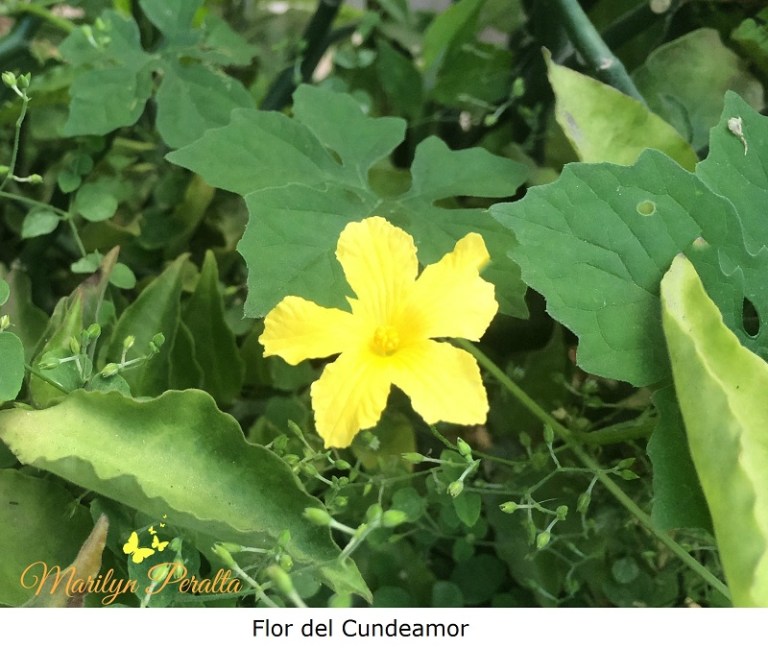 Cundeamor o Melón Amargo – Arboles y Flores en República Dominicana