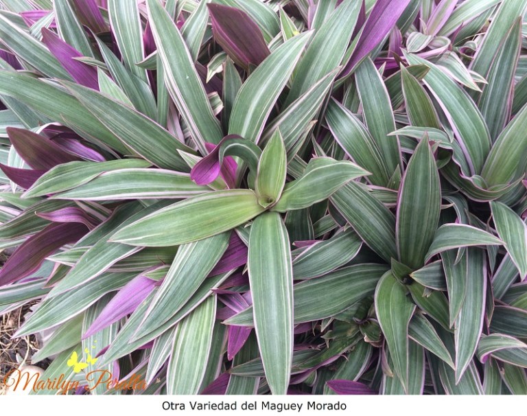 Maguey Morado – Arboles y Flores en República Dominicana