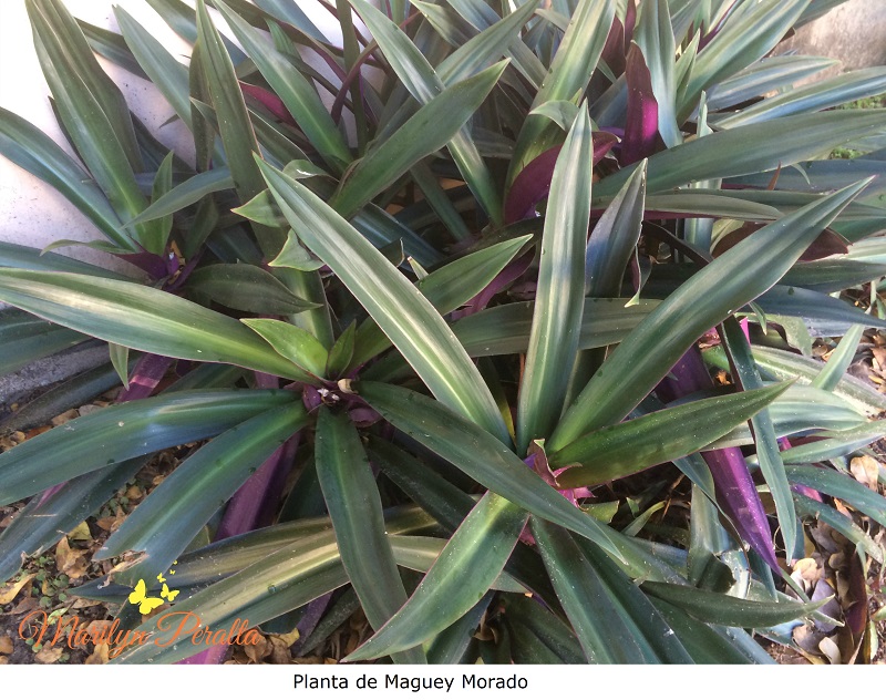 Maguey Morado – Arboles y Flores en República Dominicana