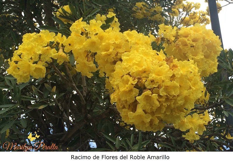 Roble Amarillo – Arboles y Flores en República Dominicana