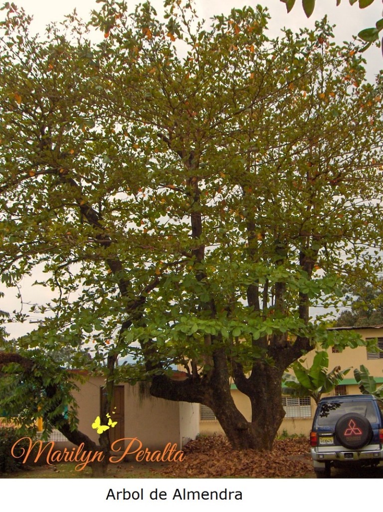 Árbol de Almendra – Arboles y Flores en República Dominicana