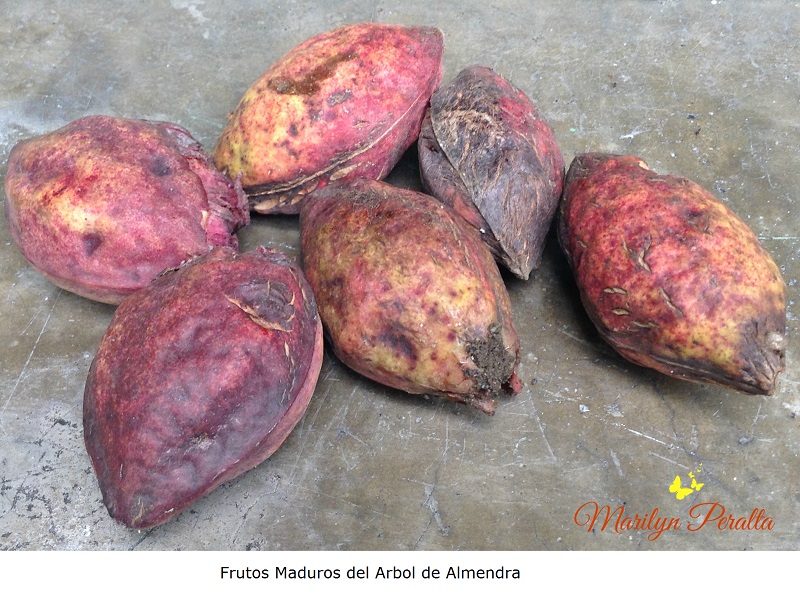 Frutas que se cultivan en República Dominicana – 1 – – Arboles y Flores ...