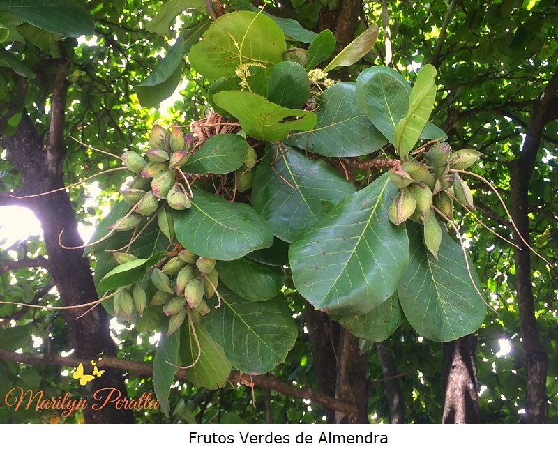 Árbol de Almendra – Arboles y Flores en República Dominicana