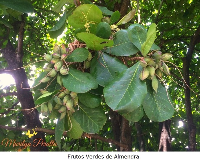 Árbol de Almendra – Arboles y Flores en República Dominicana