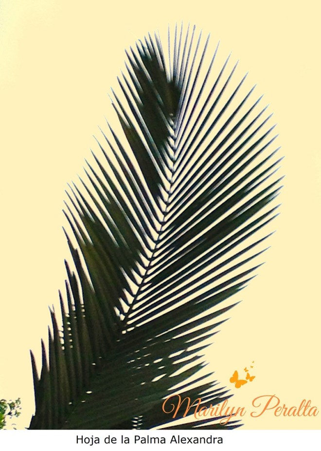 Palma Alexandra – Arboles y Flores en República Dominicana