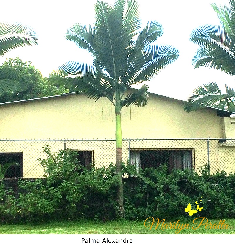 Palma Alexandra – Arboles y Flores en República Dominicana