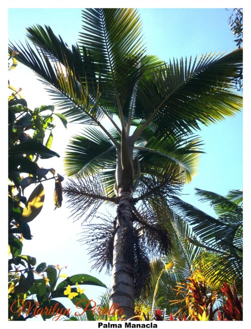 Palma Manacla o Palma de Sierra – Arboles y Flores en República Dominicana