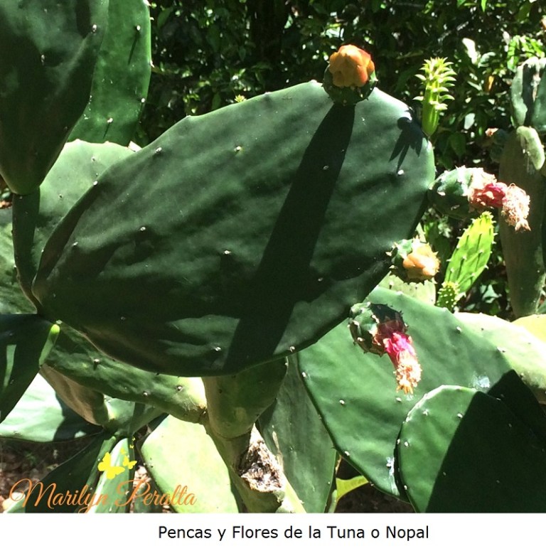 Tuna o Nopal – Arboles y Flores en República Dominicana