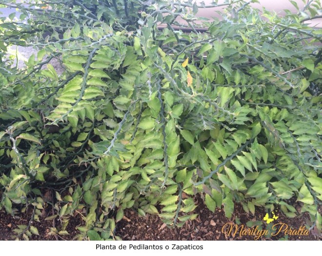 Pedilantos o Zapaticos – Arboles y Flores en República Dominicana