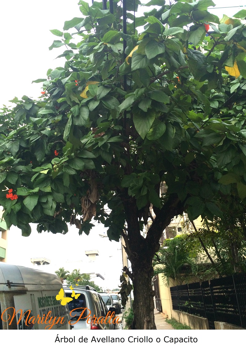 Arbol de Avellano Criollo o Capacito – Arboles y Flores en República ...