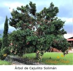 Árbol de Cajuilito Solimán – Arboles y Flores en República Dominicana