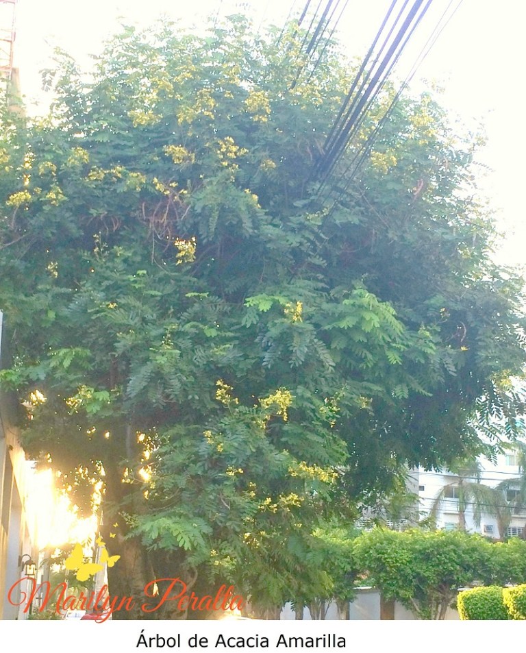 Acacia Amarilla – Arboles y Flores en República Dominicana