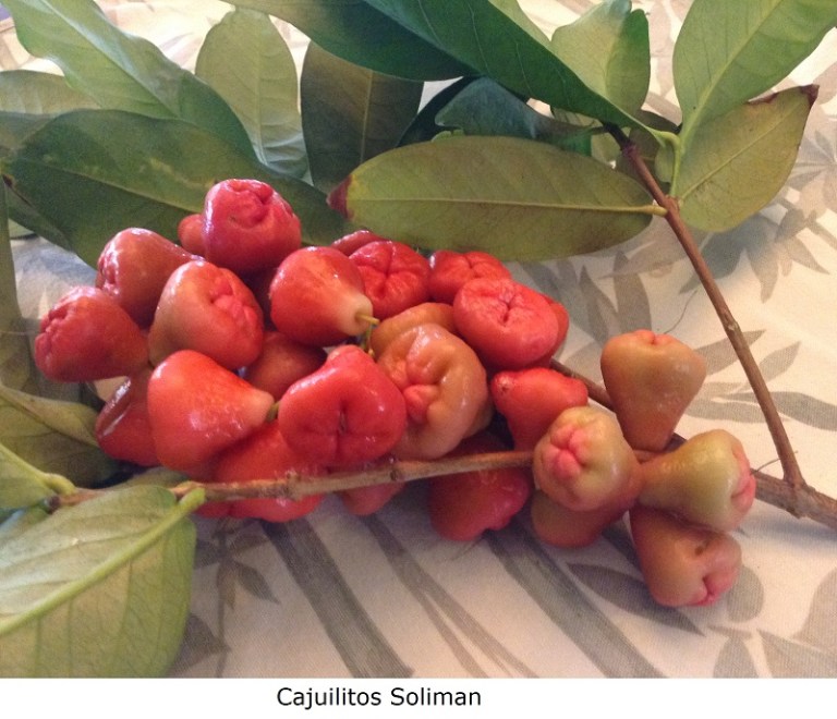Frutas que se cultivan en República Dominicana – 1 – – Arboles y Flores ...