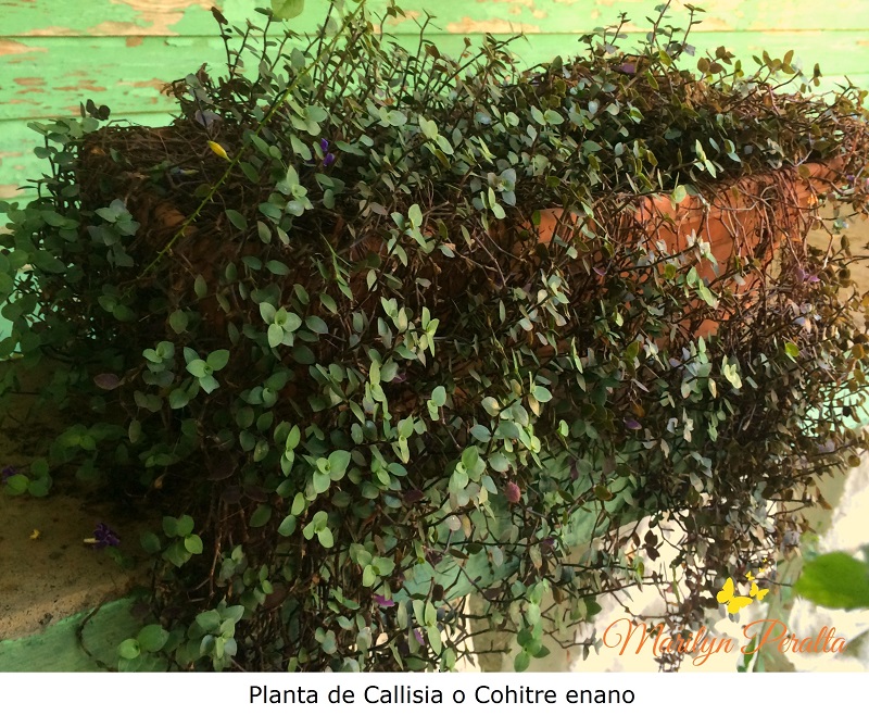 Callisia o Cohitre enano – Arboles y Flores en República Dominicana