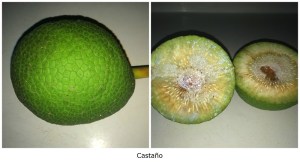 Árbol de Pan de Fruta – Arboles y Flores en República Dominicana