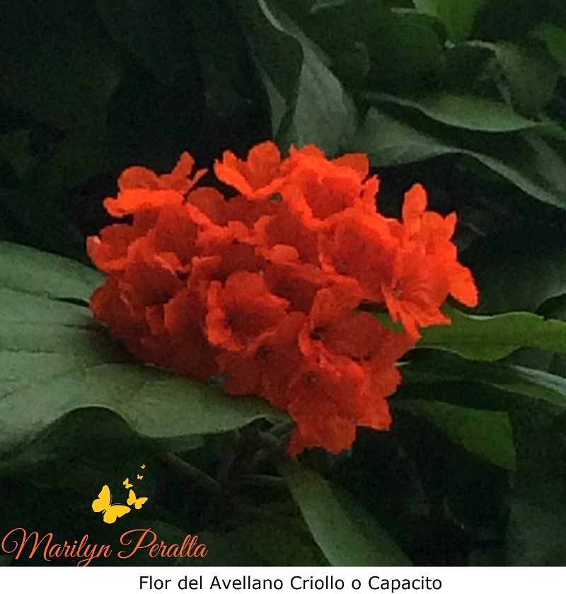 Flor del Avellano Criollo o Capacito – Arboles y Flores en República ...