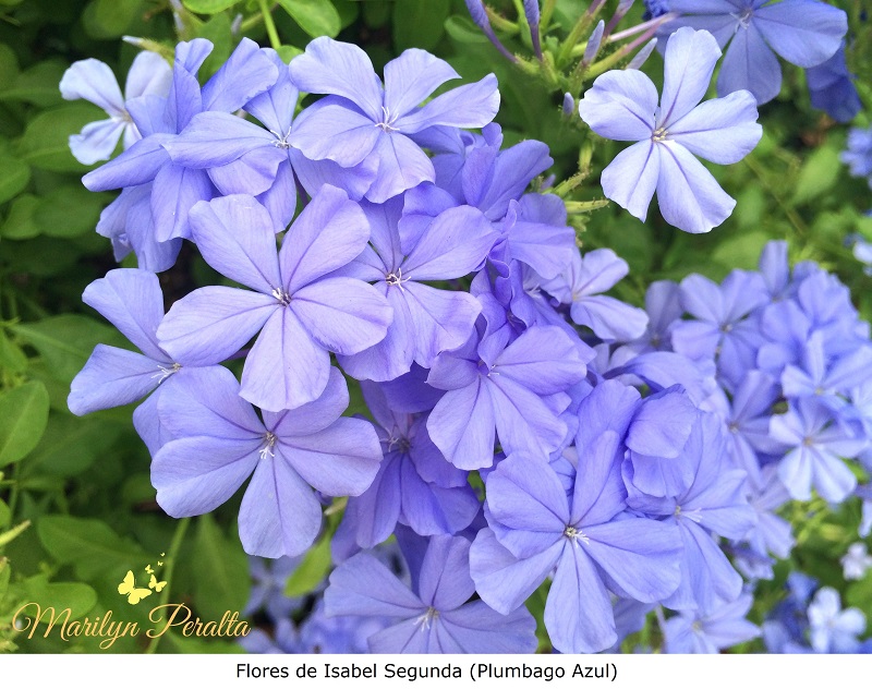 Isabel Segunda o Plumbago Azul – Arboles y Flores en República Dominicana