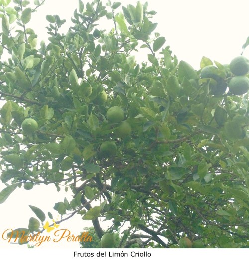 Limón Criollo – Arboles y Flores en República Dominicana