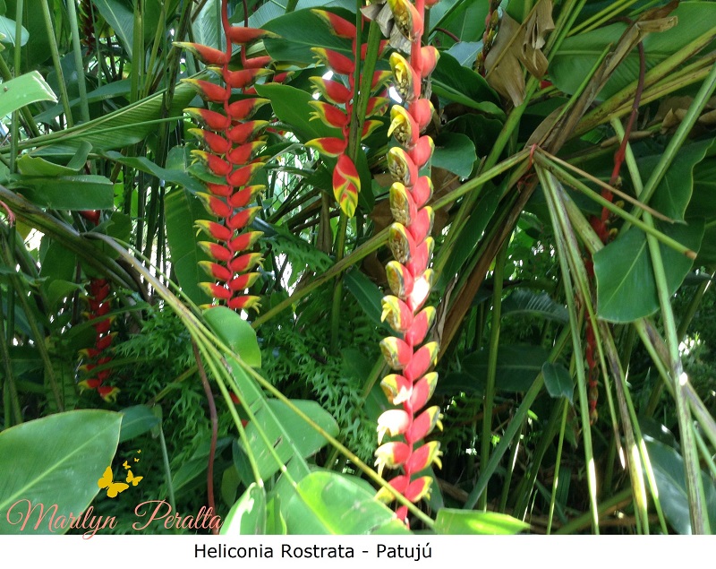 Heliconias o Platanillo – Arboles y Flores en República Dominicana
