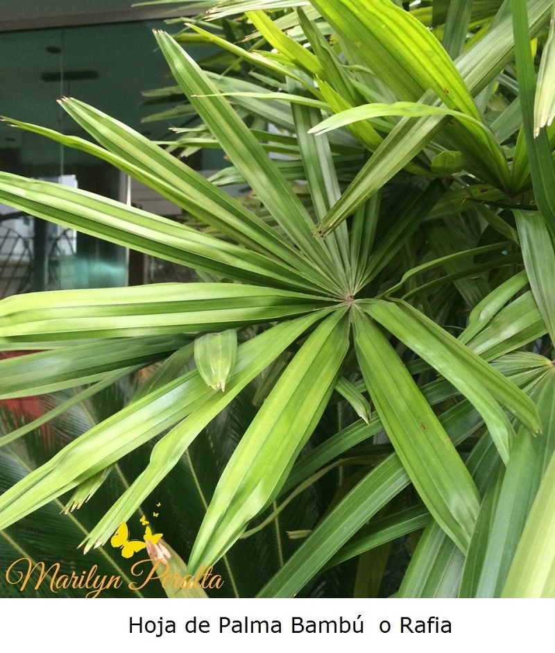 Palma Bambú o Rafia – Arboles y Flores en República Dominicana