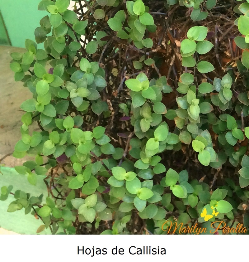 Callisia o Cohitre enano – Arboles y Flores en República Dominicana
