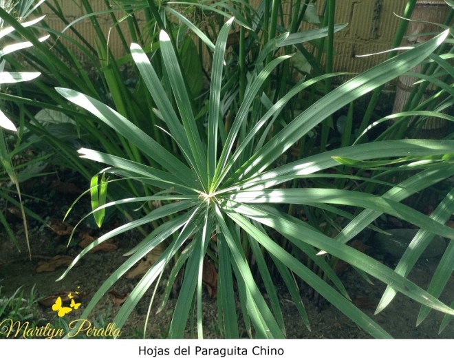 Paragüita Chino – Arboles y Flores en República Dominicana